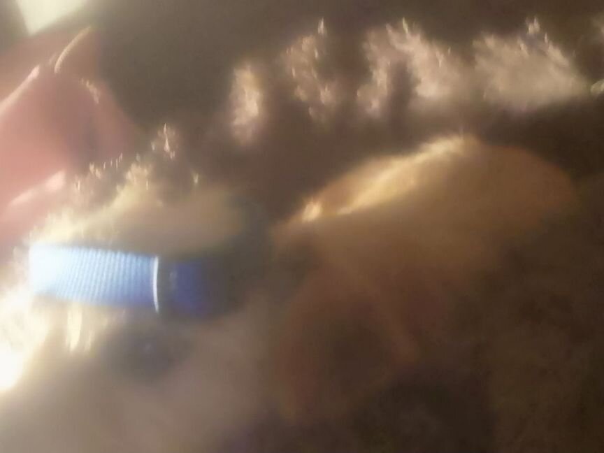 Ошейник для собак ручной работы