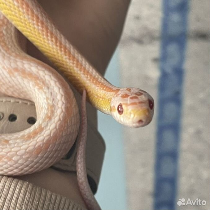 Маисовый полоз Snow