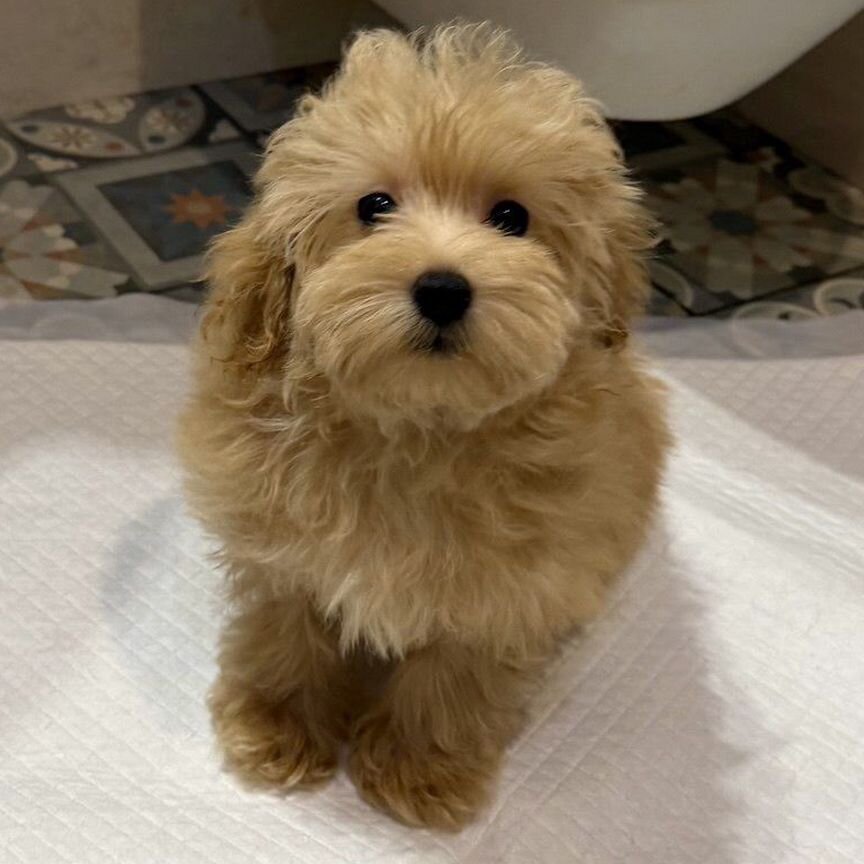 Мальтипу, щенок