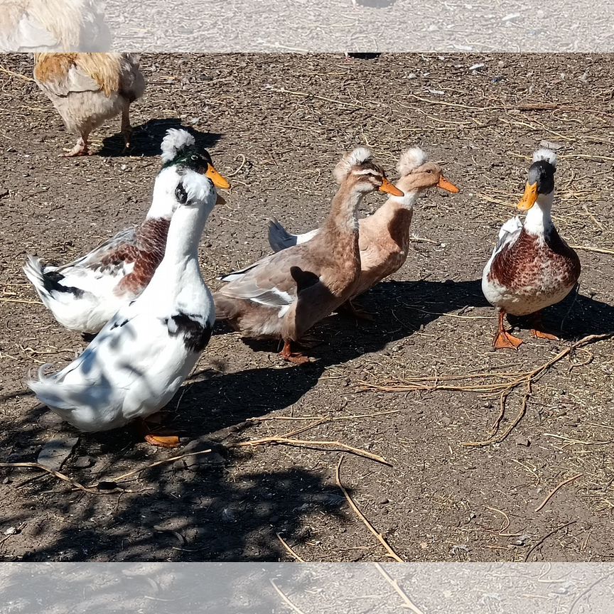 Утки хохлатые