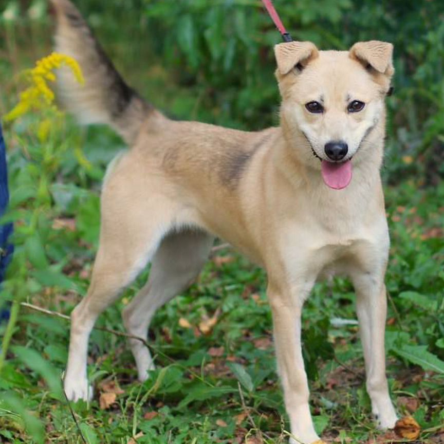 Взрослая собака в добрые руки