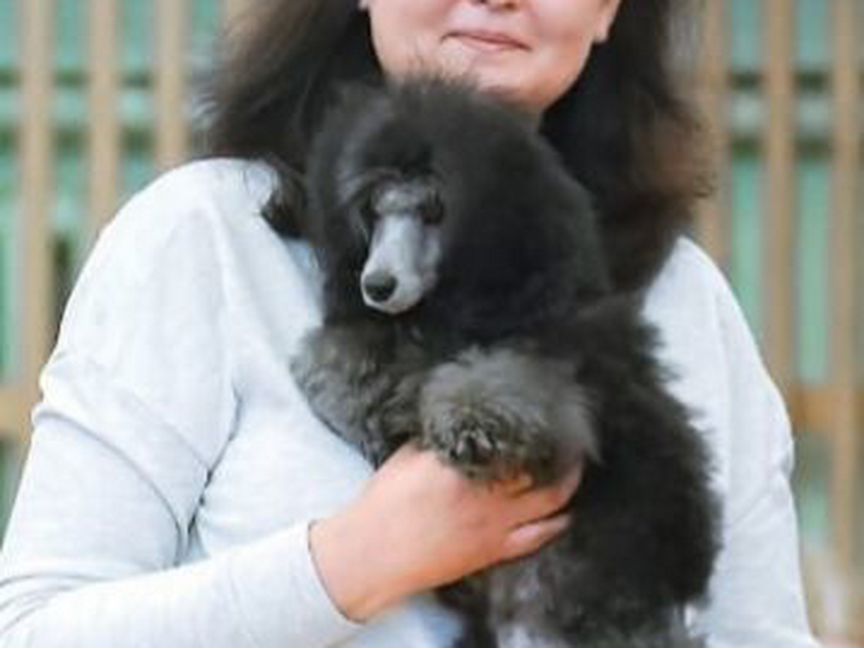 Пудель миниатюрный серый