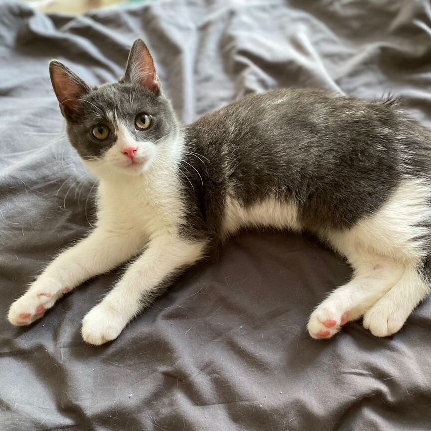 Котёнок, 3 месяца, в добрые руки. Бесплатно