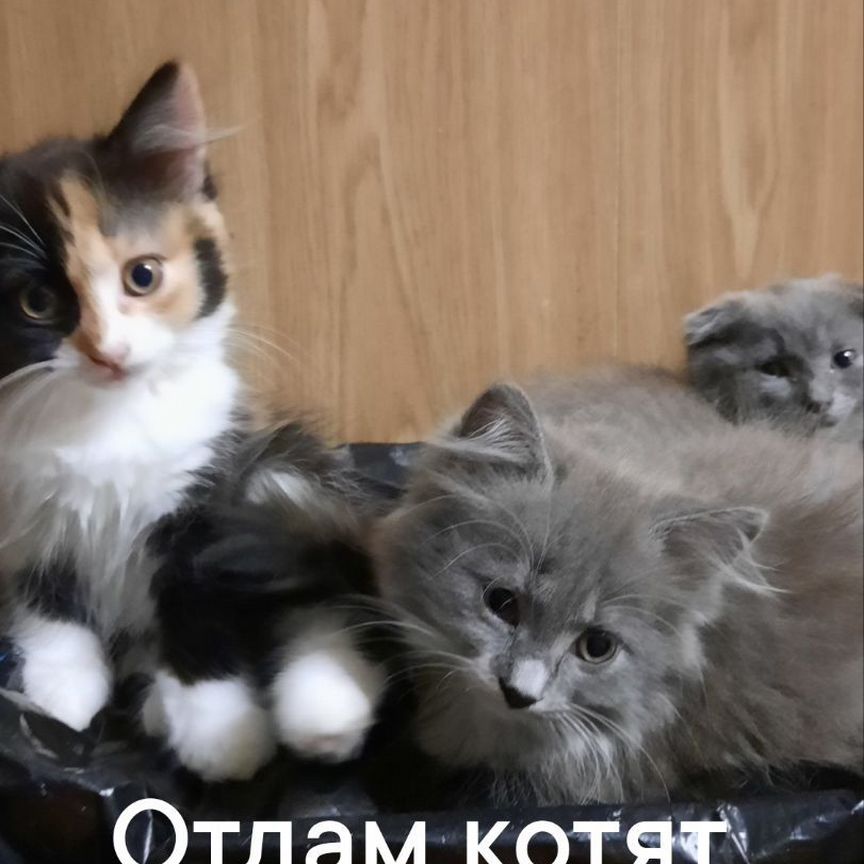 Отдам в добрые руки