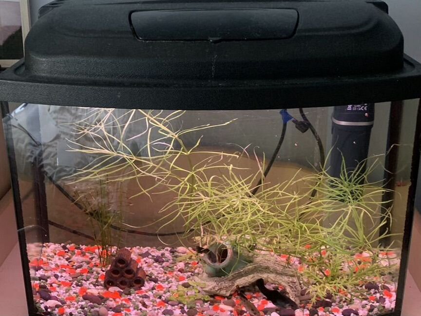 Аквариум 40л рыбы фильтр