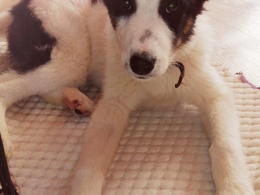 Щенок в добрые руки