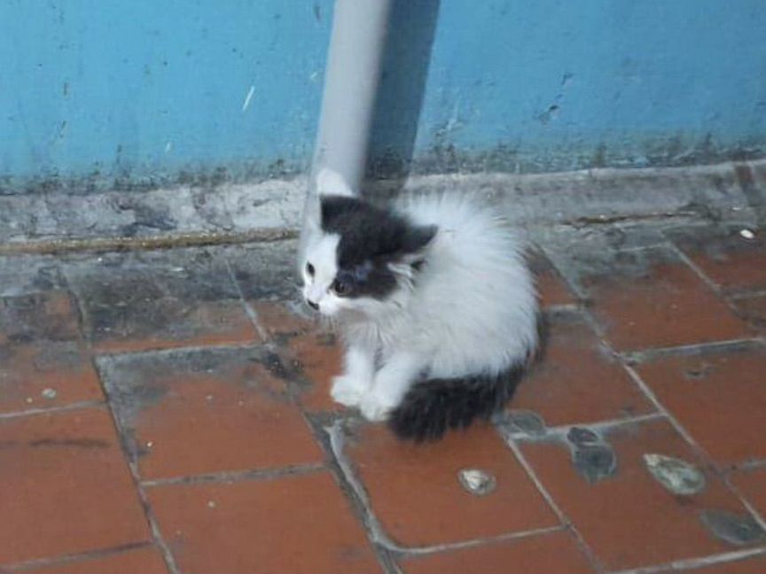 Помогите спасти Котенок девочка