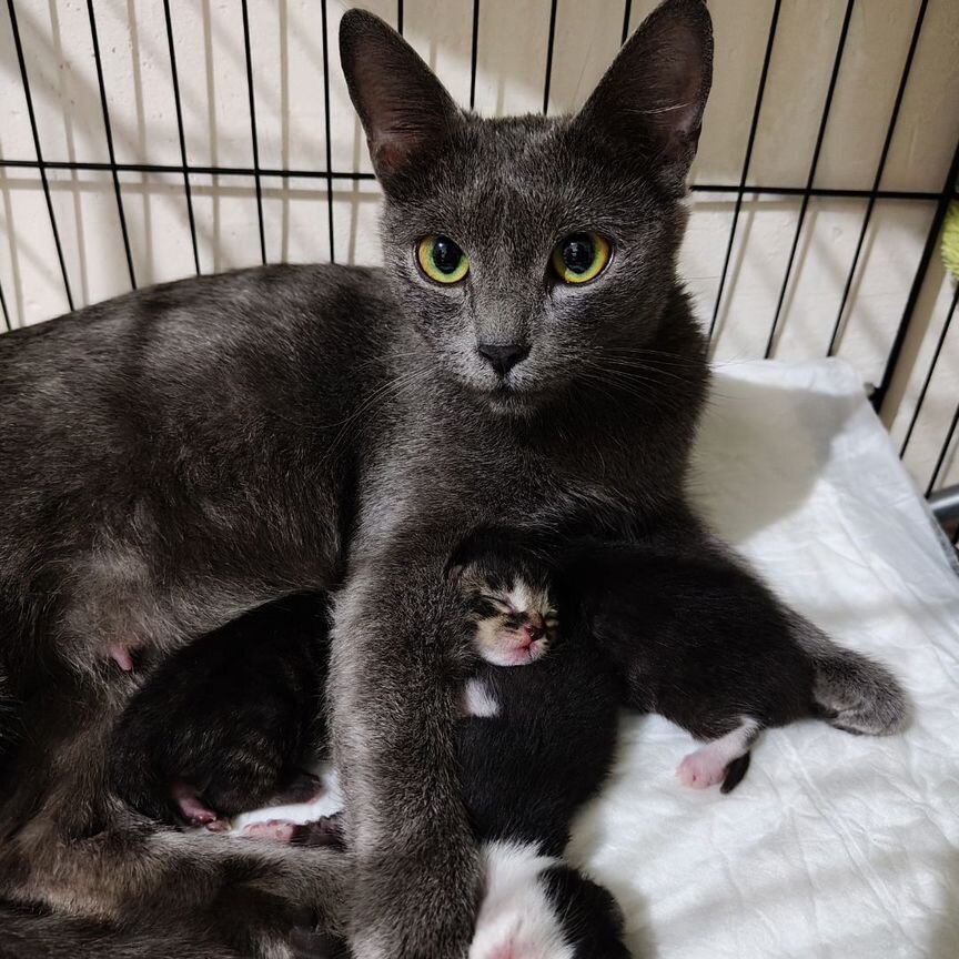 Взрослая кошка в добрые руки