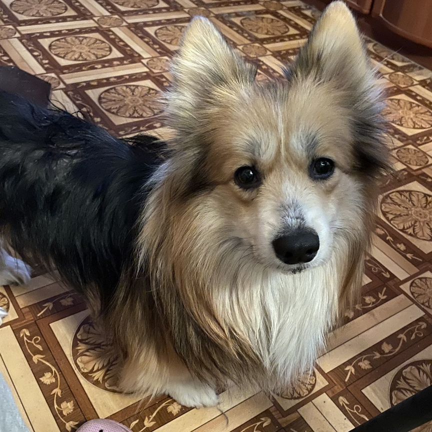 Вельш Корги Пемброк, взрослый пёс