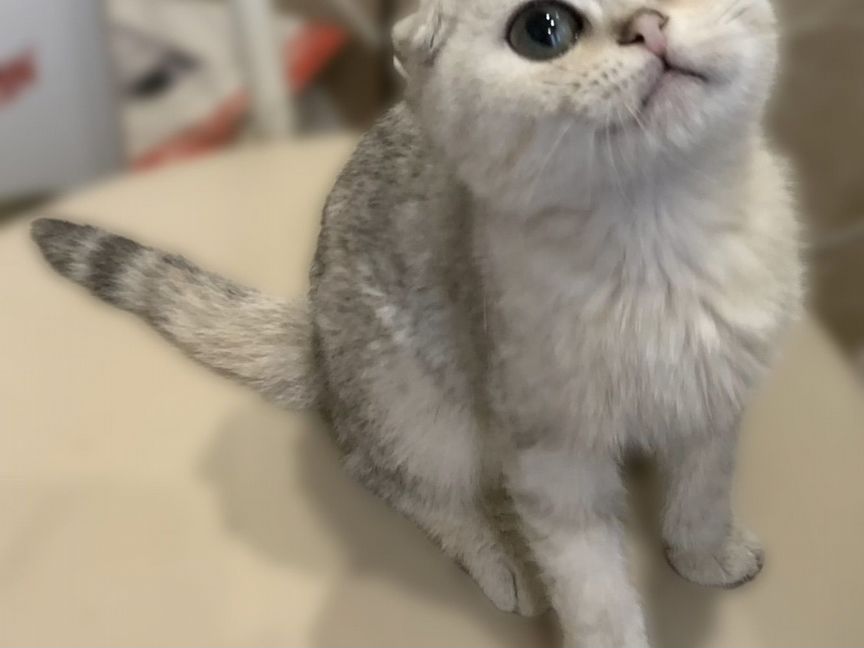 Зеленоглазая шиншилла