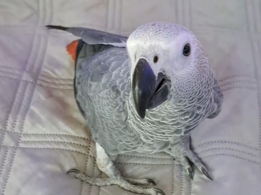 Ручной попугай