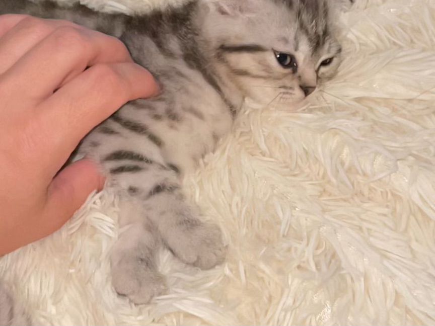 Шотландские котята