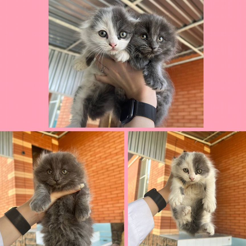 Шотландские вислоухие котята