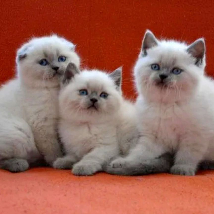 Шотландские котики