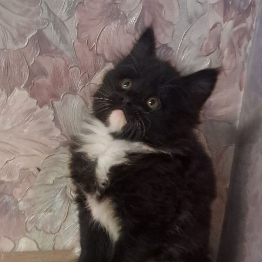 Красавчик мейн-кун