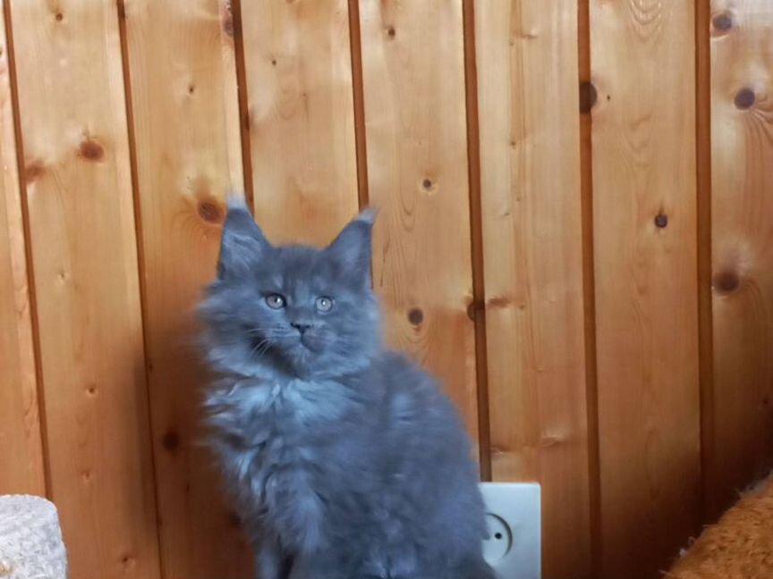 Котята мейн-кун окраса голубой дым с документами