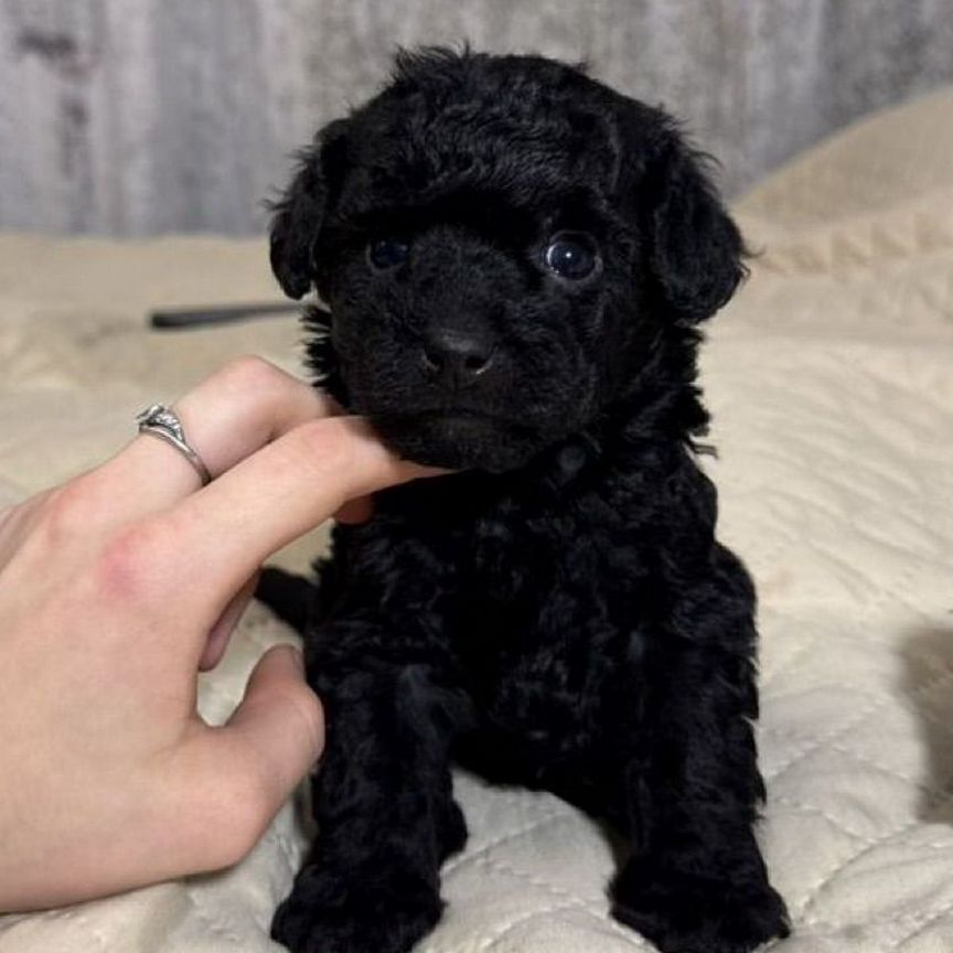 Мальтипу, щенок