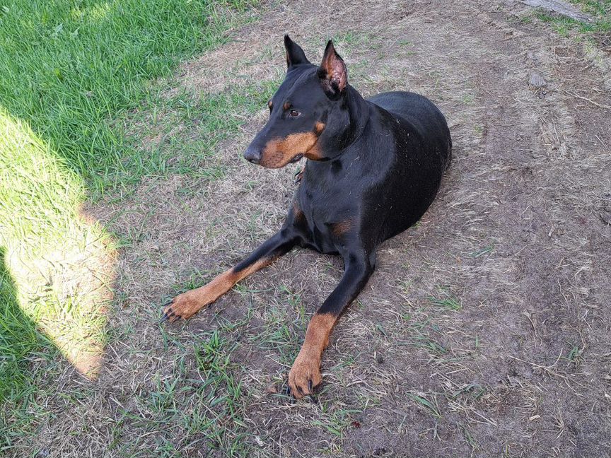 Отдам в добрые руки девочку добермана