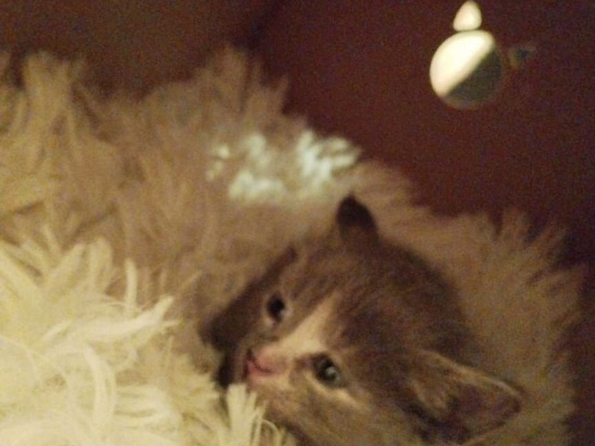 Котенок 2 месяца