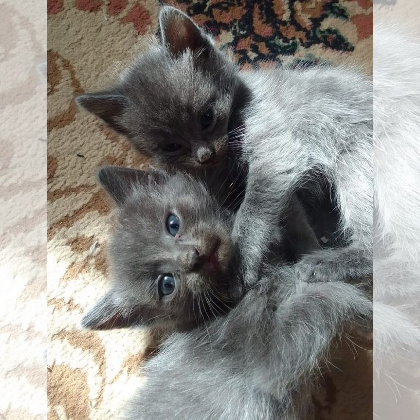 Продам котят Чистокровных небилунгов
