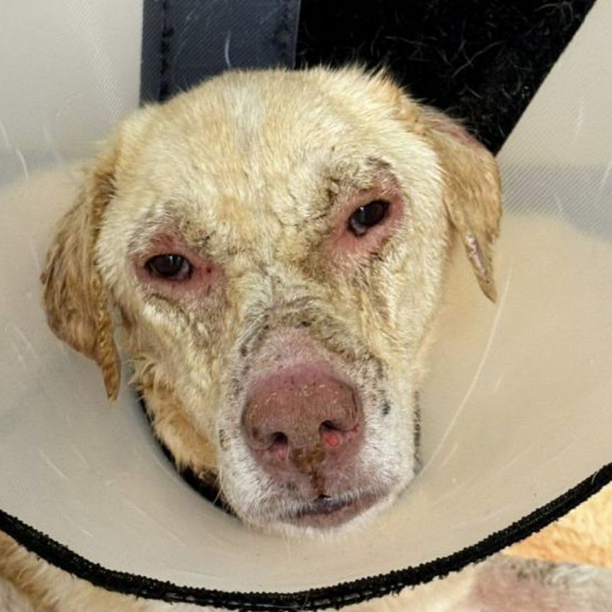 Лабрадор-ретривер, взрослая собака