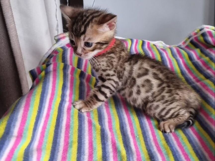 Бенгальские котята