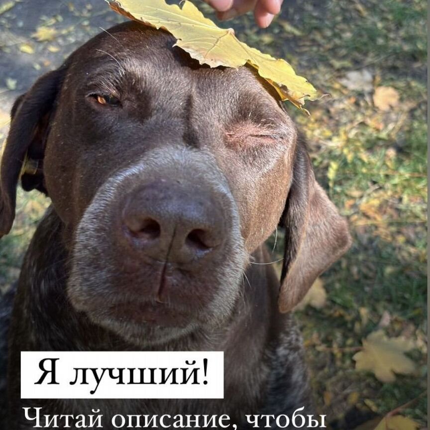 Ласковый друг, ищет любимого хозяина