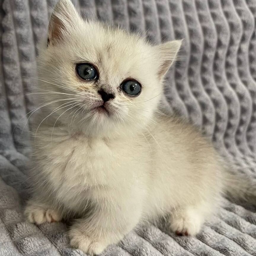 Манчкин котёнок