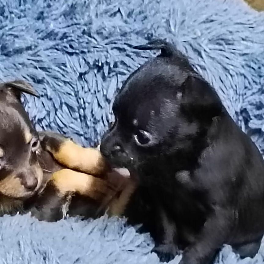 Той-терьер щенки