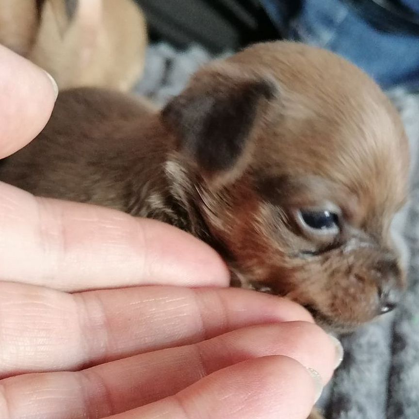 Йоркширский терьер, щенок