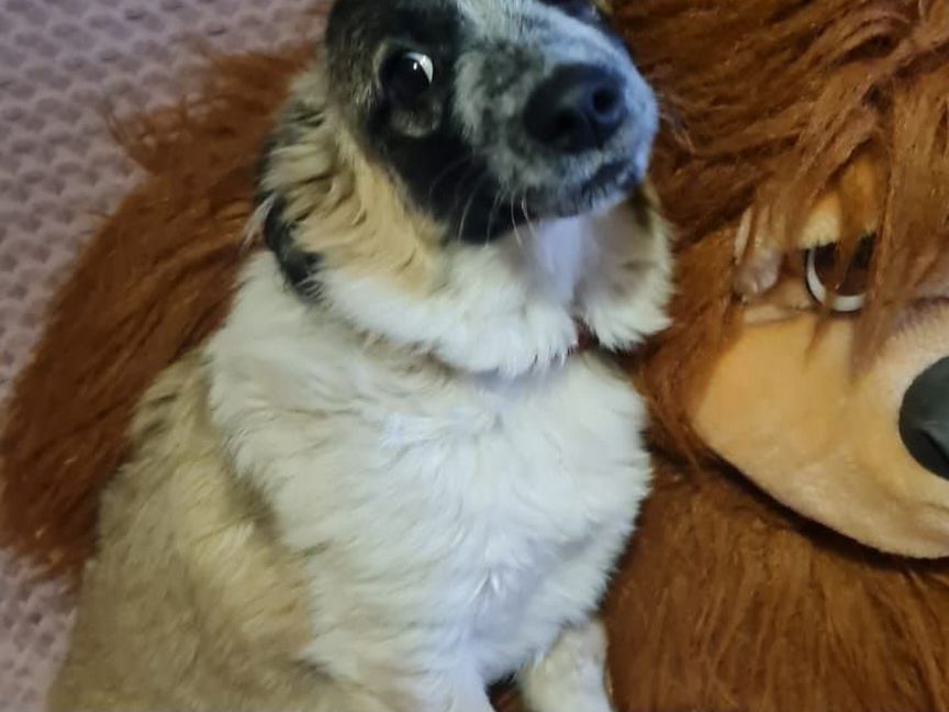 Отдам в добрые руки