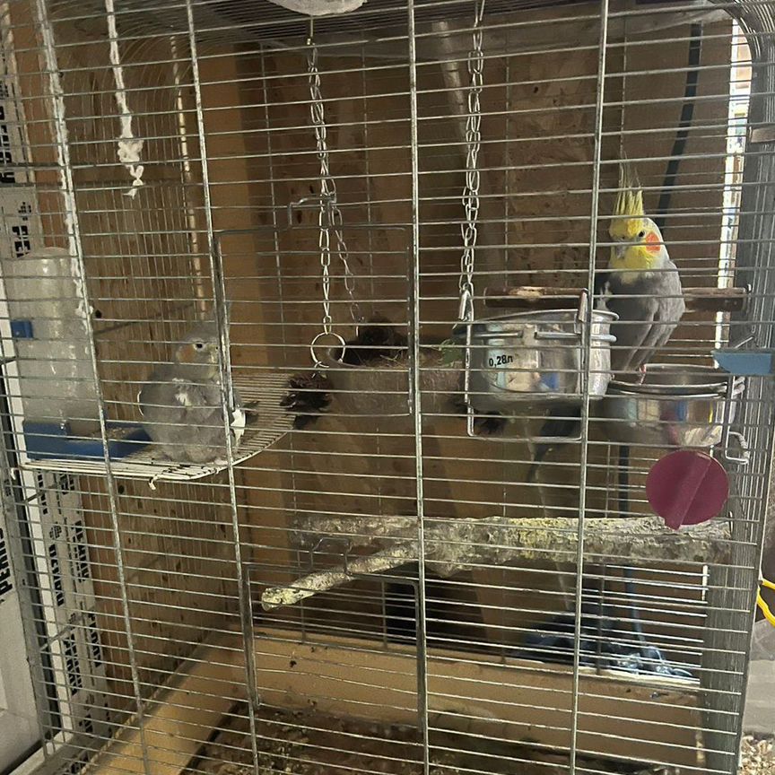 Попугай корелла