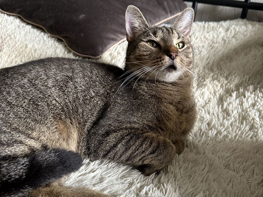 Котенок Вжик
