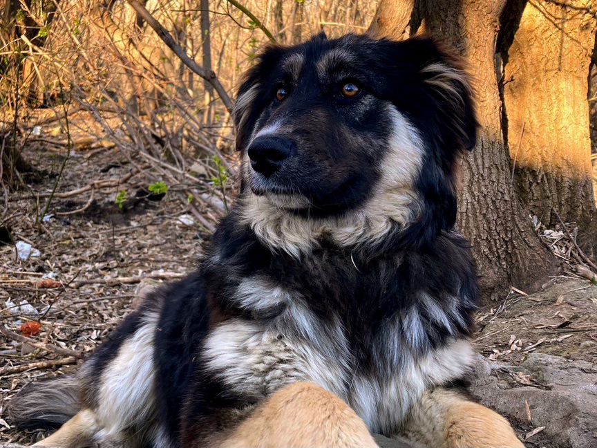 Собака в добрые руки