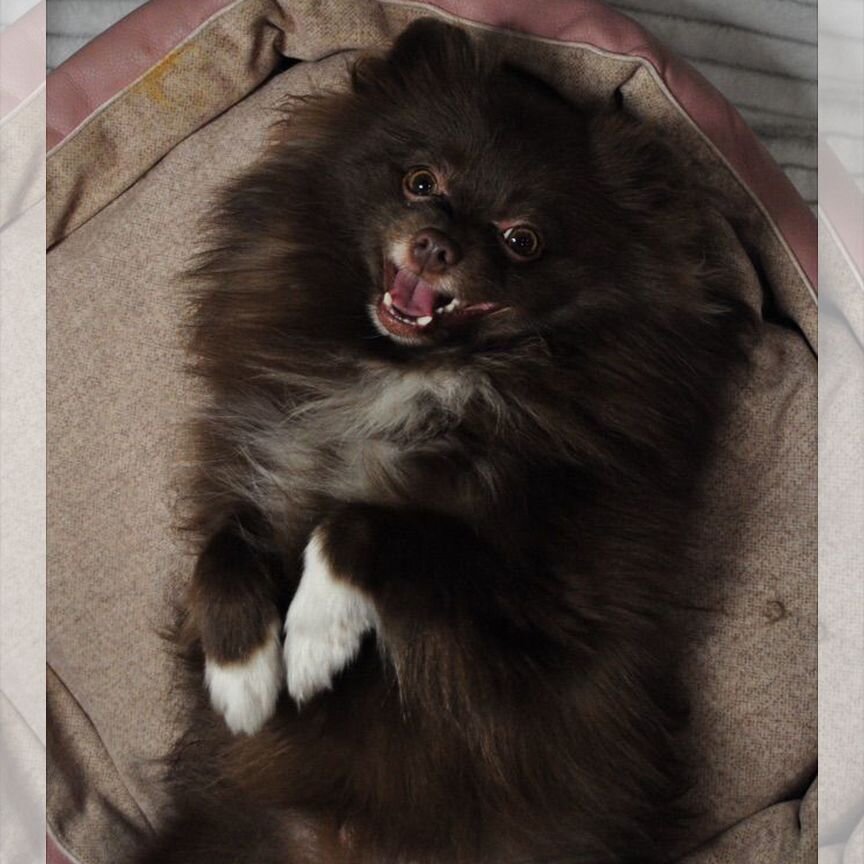 Шоколадный шпиц вязка