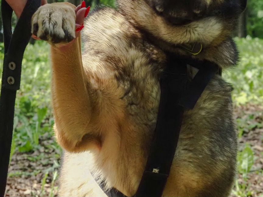 Собака Марик в добрые руки (верный пес)