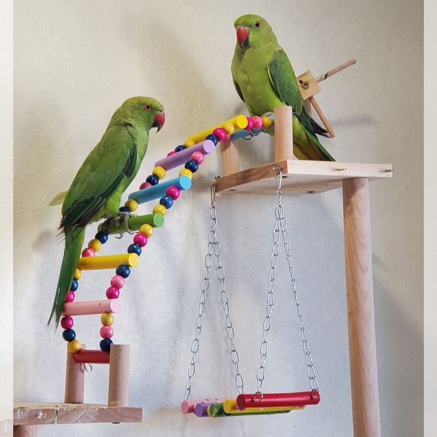 Ожереловый попугай