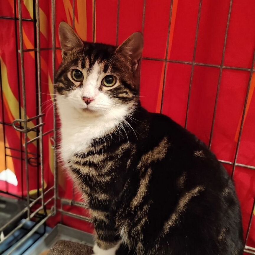 Барсик. Спасëныш. 5 мес