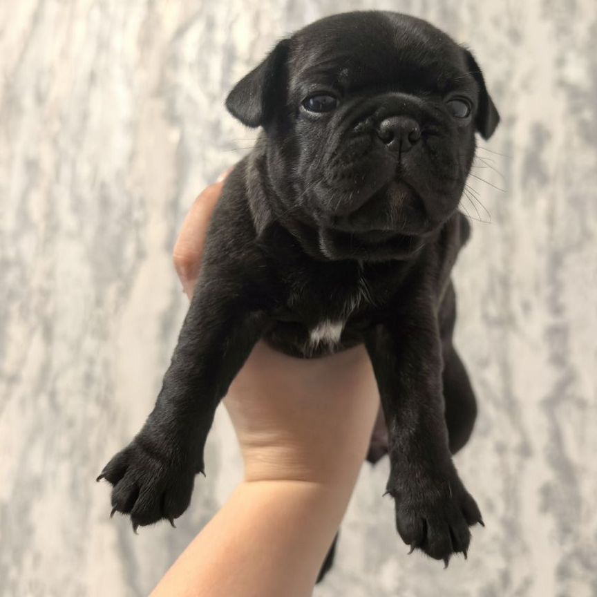 Французский бульдог, щенок