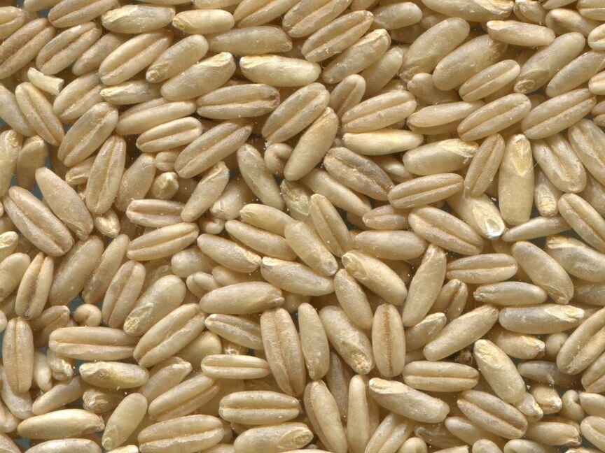 Злаковые культуры. Овес