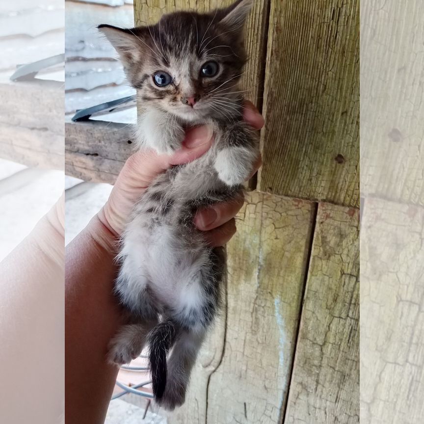 Котёнок в добрые руки