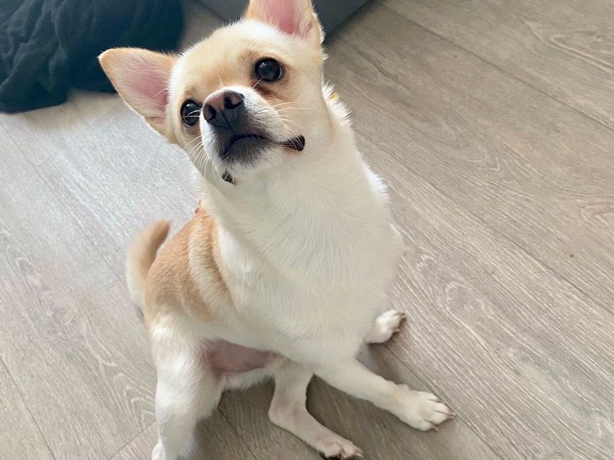 Малышок Тоффик ищет хозяйку-женщину