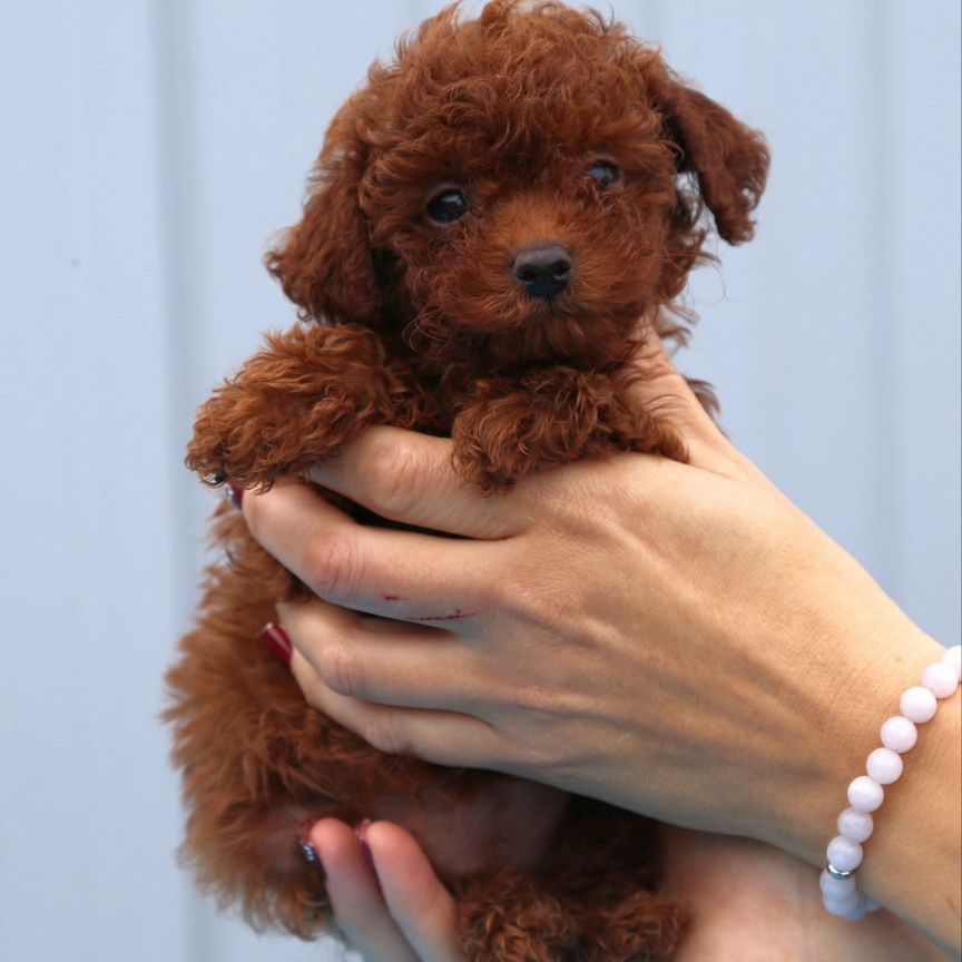 Той-пудель, щенок