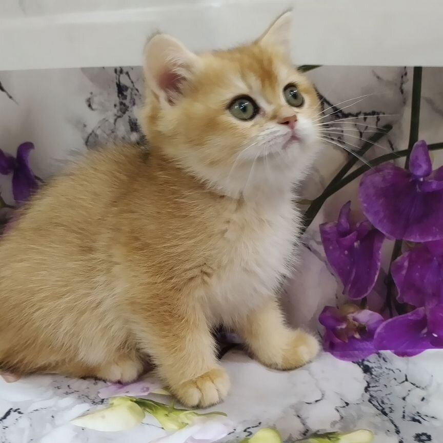 Британские котята золотая шиншилла Дэя Ny 12