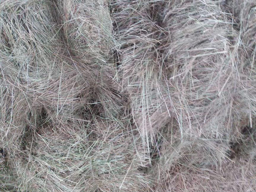 Сено в тюках