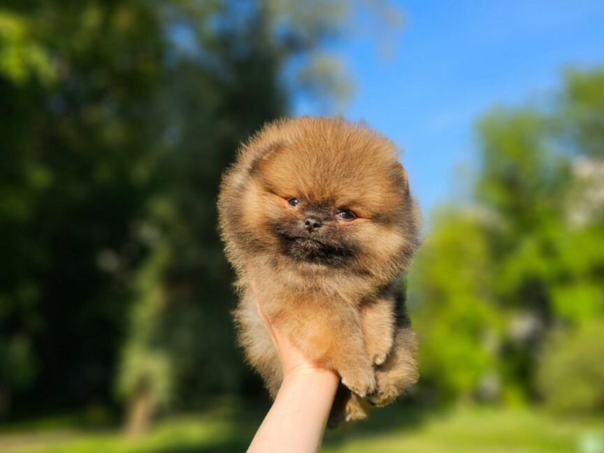 Шикарная девочка в типе мишка