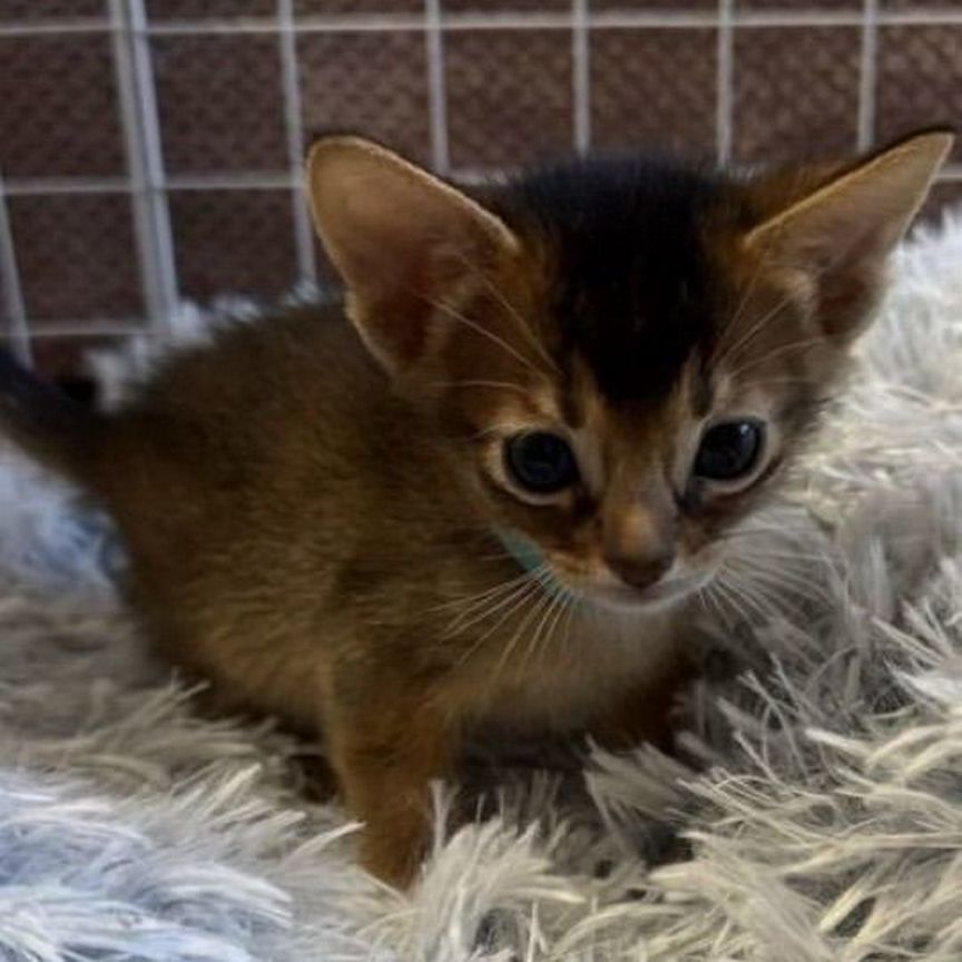 Абесинские котята
