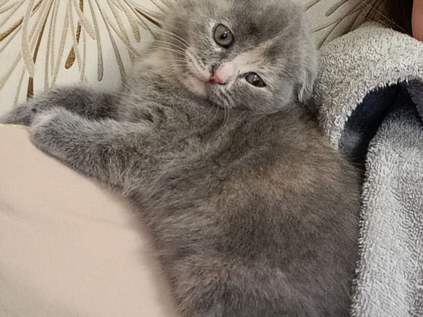 Шотландский котёнок