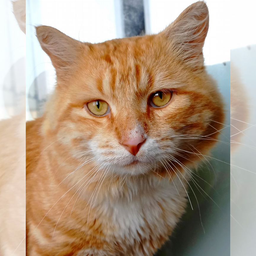 Кот рыжий Ричард, 3 года