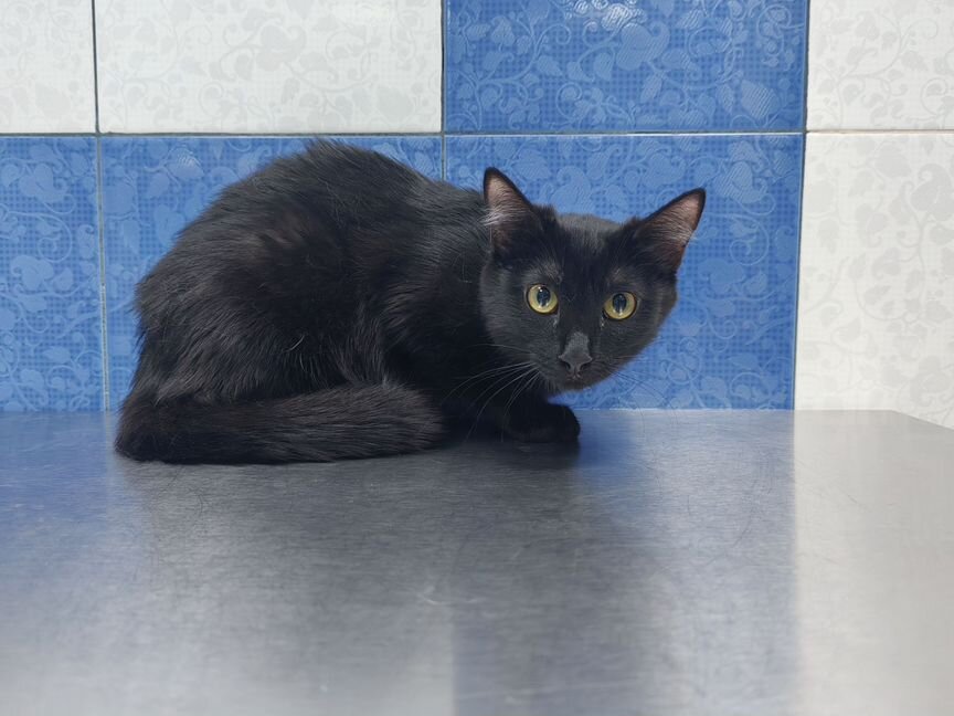 Чёрная молодая кошечка в добрые руки